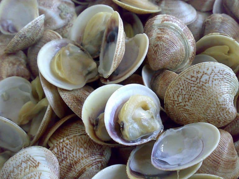 Arselle or Vongole? - Sardegna - il Paradiso
